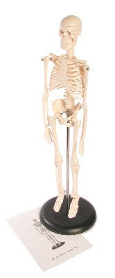 Human Skeleton ~17" (42cm) Plastic - The Compleat Sculptor – The Compleat Sculptor, Inc