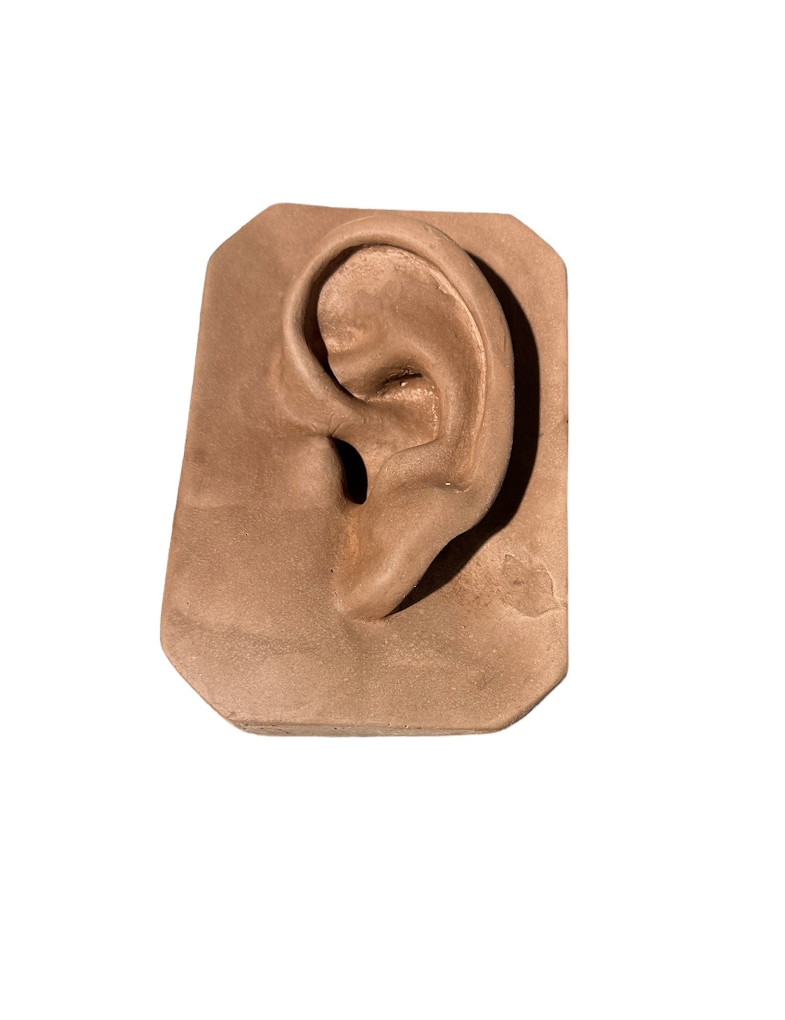 Plaster Ear Of David Brown – The Compleat Sculptor, Inc
