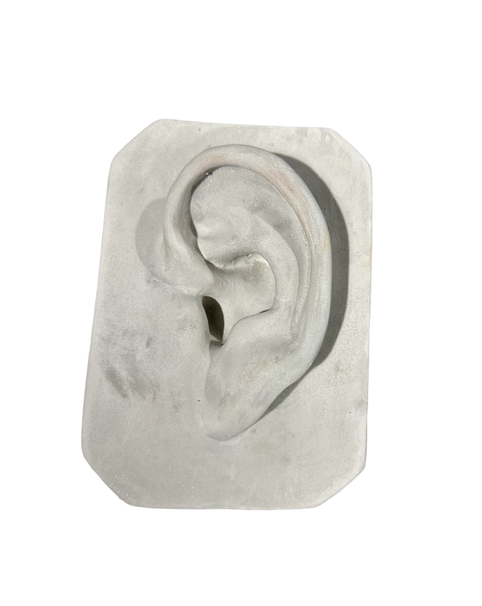 Plaster Ear Of David Gray – The Compleat Sculptor, Inc