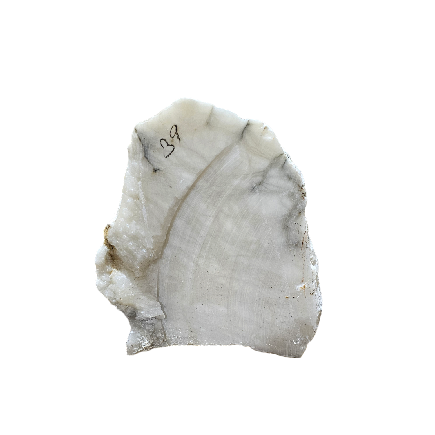 Oyster Shell Alabaster - US – The Compleat Sculptor, Inc