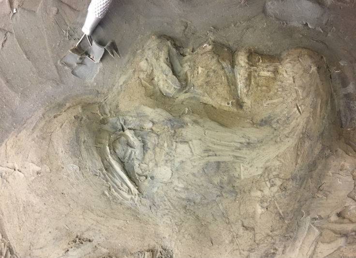 Oil Based Clay - Sulfurated – The Compleat Sculptor, Inc
