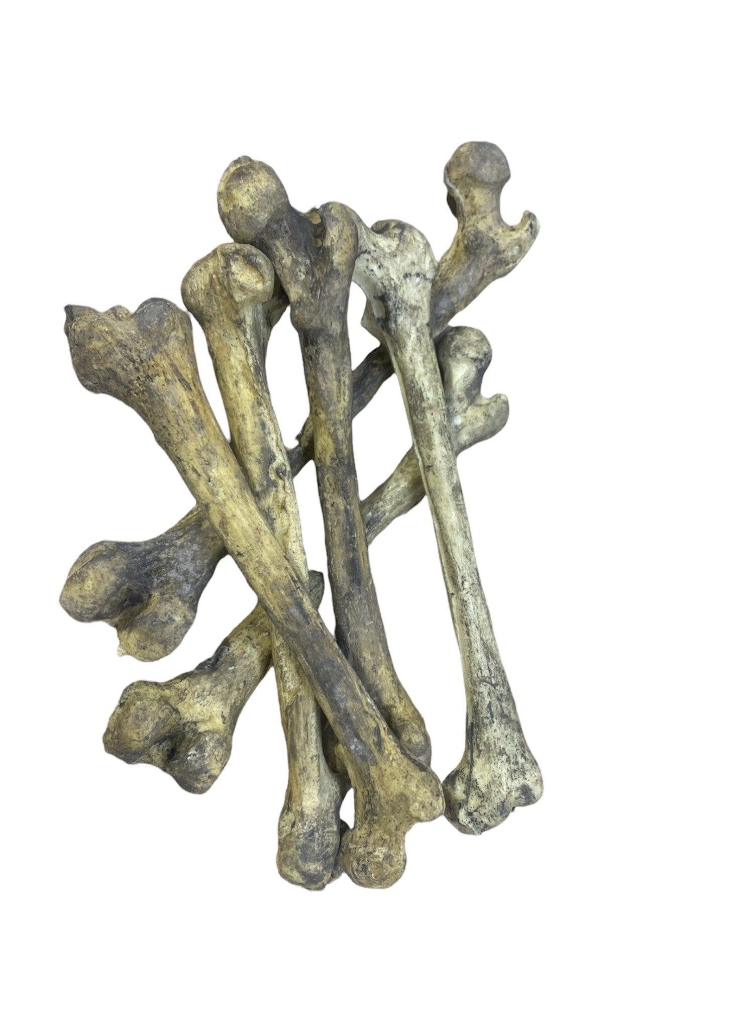 Femur Bone Replica Foam – The Compleat Sculptor, Inc