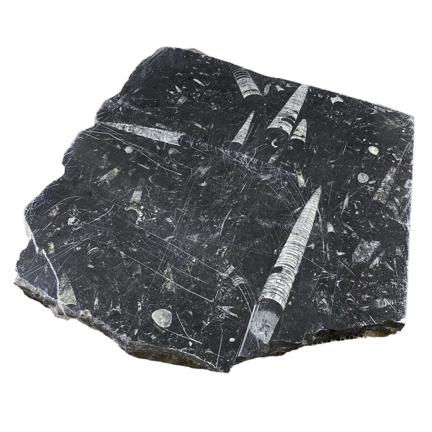 18lb Fossil Stone 16x16" #381019 – The Compleat Sculptor, Inc