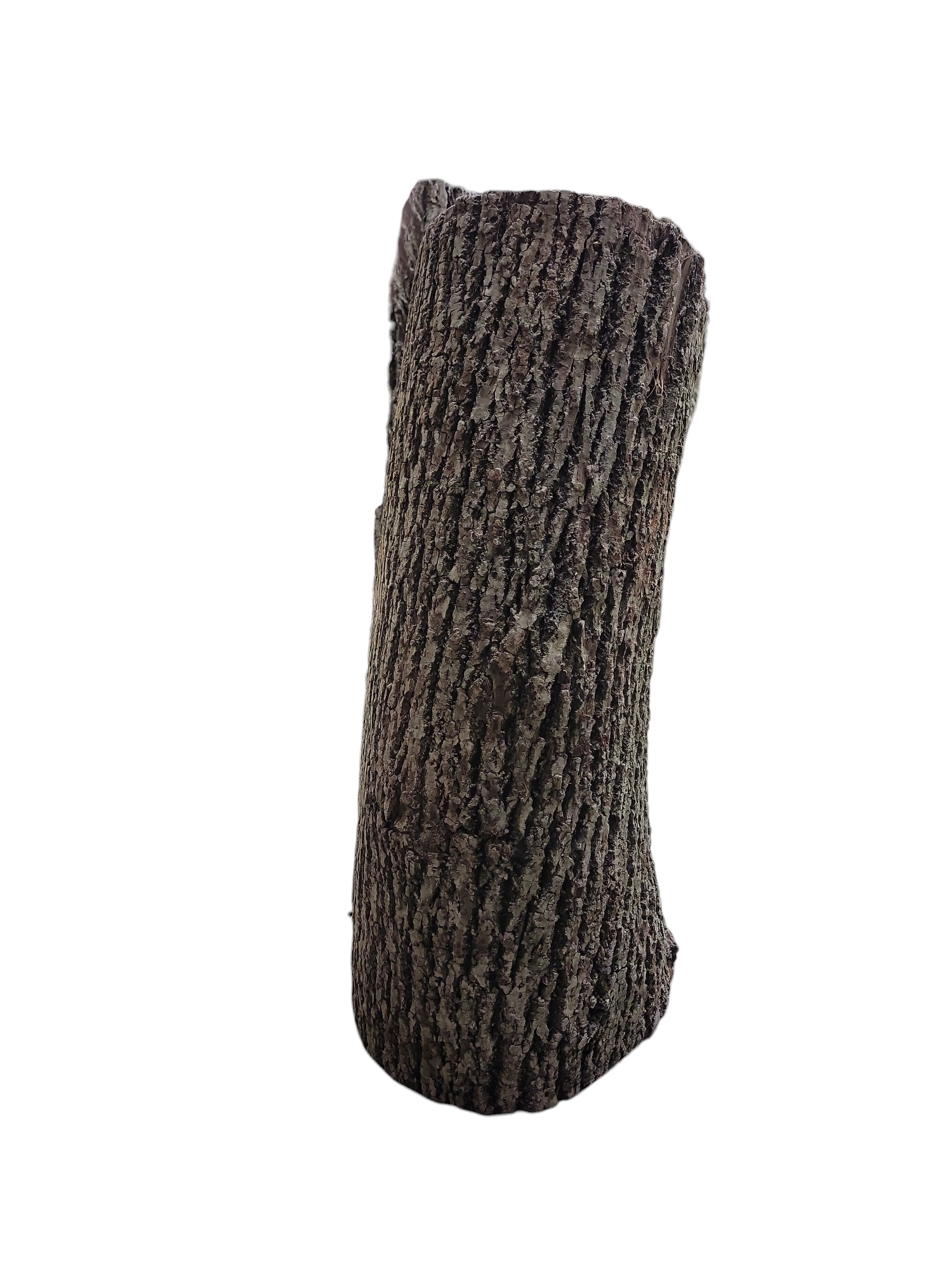 Black Walnut Log Full Bark 12Dx26H 53lbs – The Compleat Sculptor, Inc