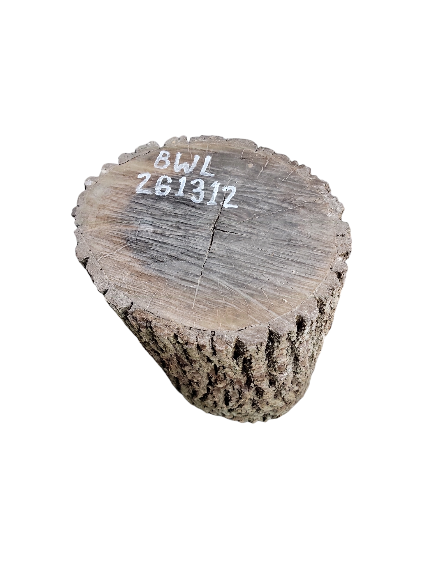 Black Walnut Log Full Bark 13Dx17H 39lbs – The Compleat Sculptor, Inc