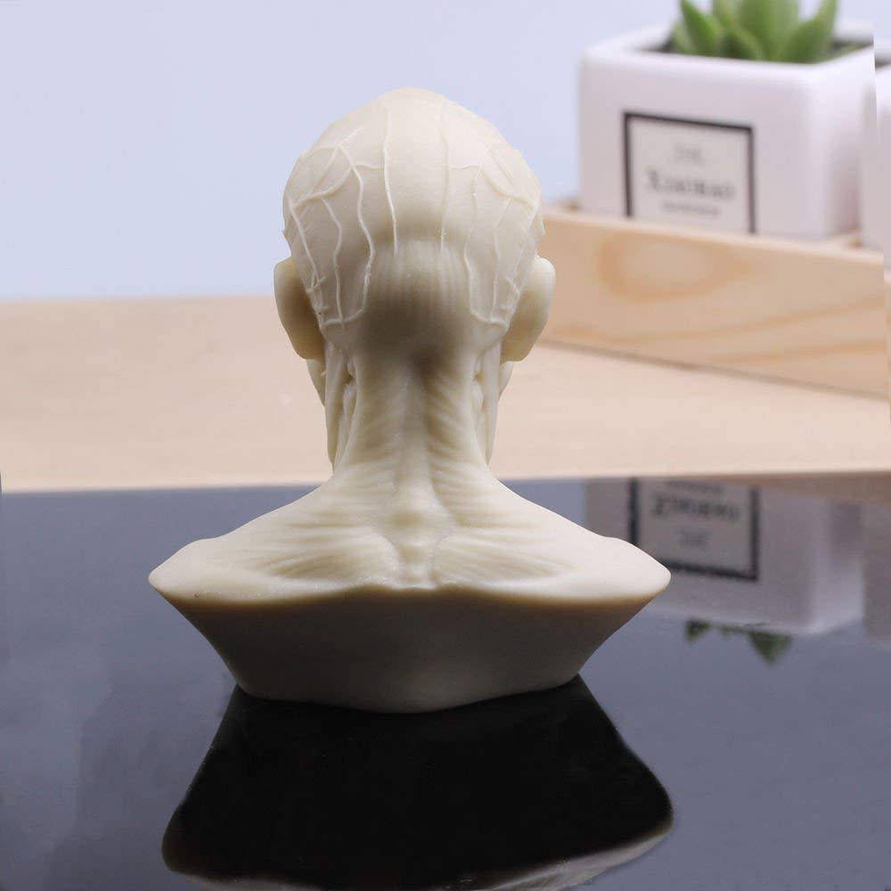 Anatomical Bust Male 4in – The Compleat Sculptor, Inc