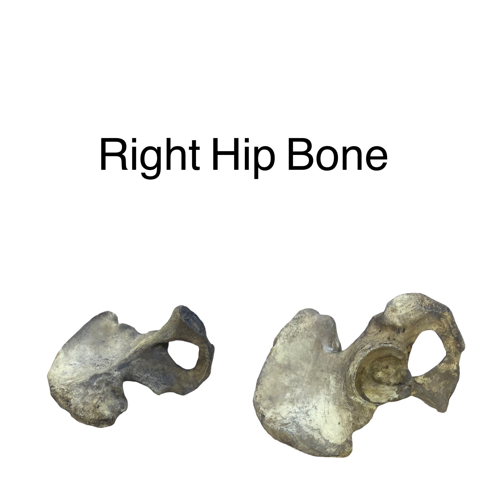 Hip Bone Replica Resin Right – The Compleat Sculptor, Inc