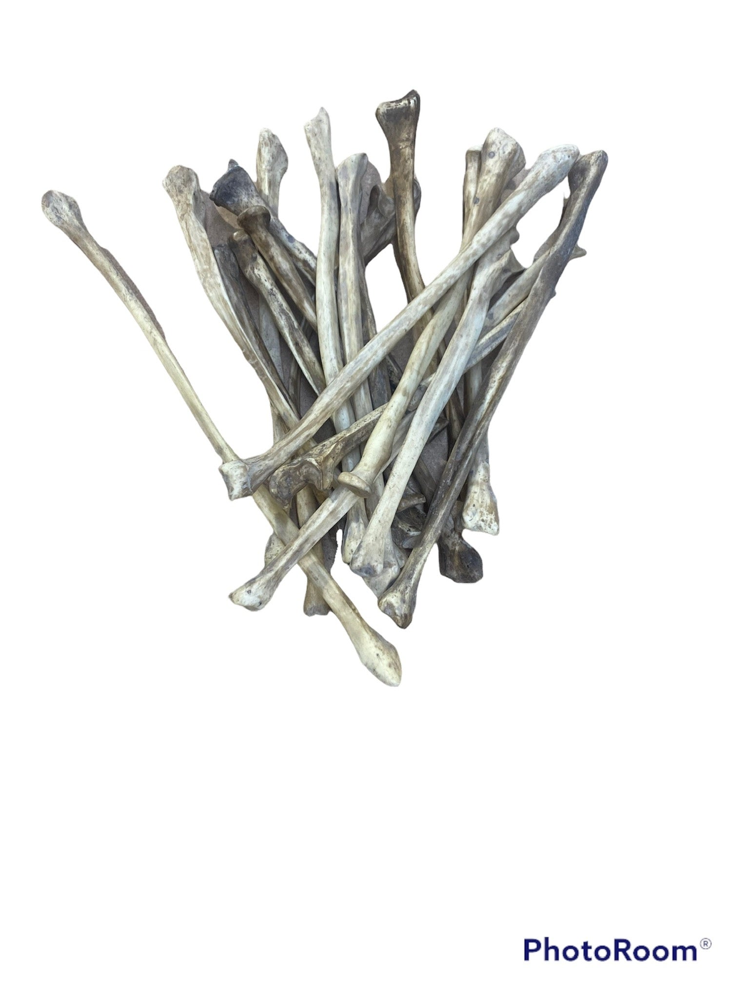 Arm Bone Replica Resin – The Compleat Sculptor, Inc