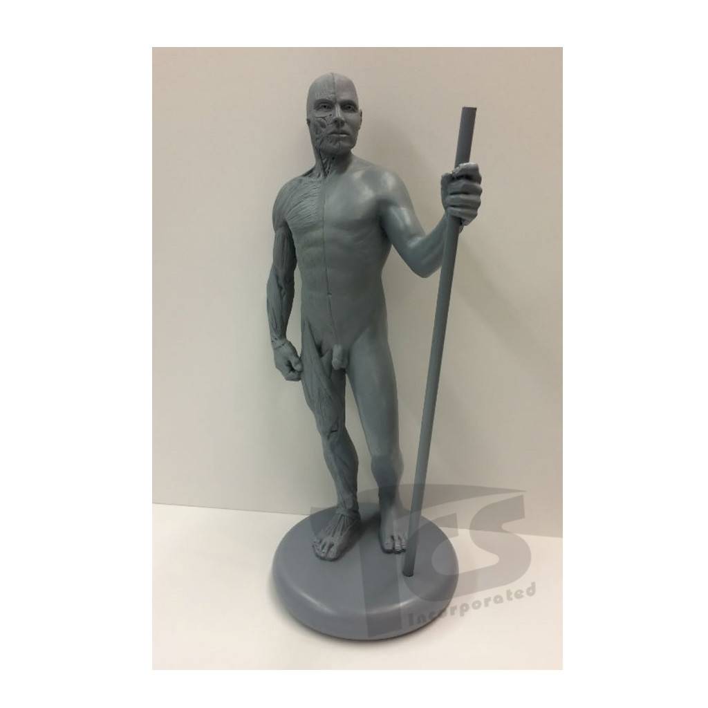 12" resin ecorche man - The Compleat Sculptor – The Compleat Sculptor, Inc