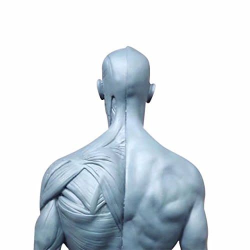 Ecorche Male Figure 12in – The Compleat Sculptor, Inc