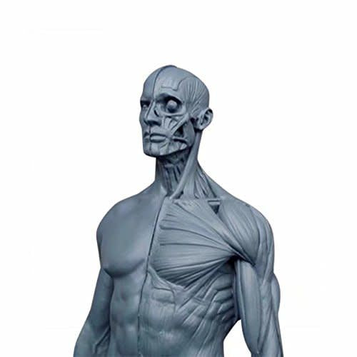 Ecorche Male Figure 12in – The Compleat Sculptor, Inc