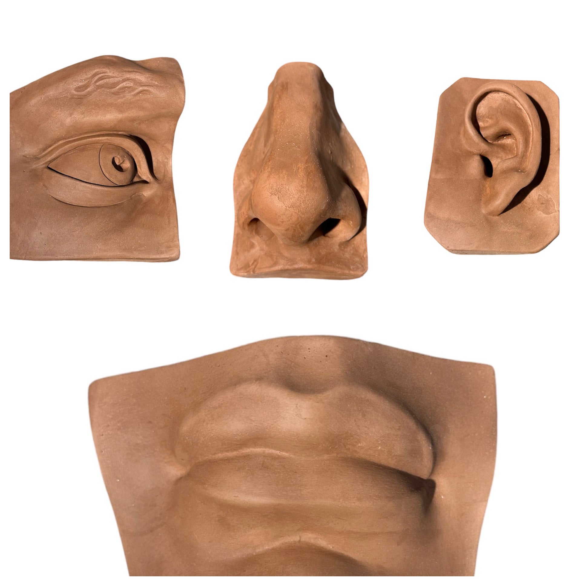 David Plaster Facial Features Set of Four Brown – The Compleat Sculptor ...
