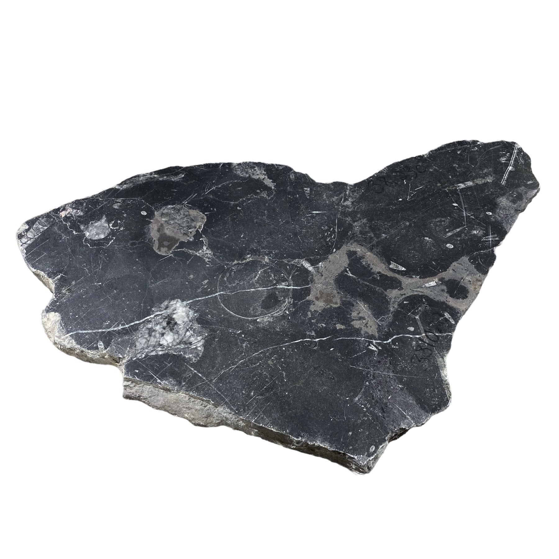 12lb Fossil Stone 12x20 #381030 – The Compleat Sculptor, Inc